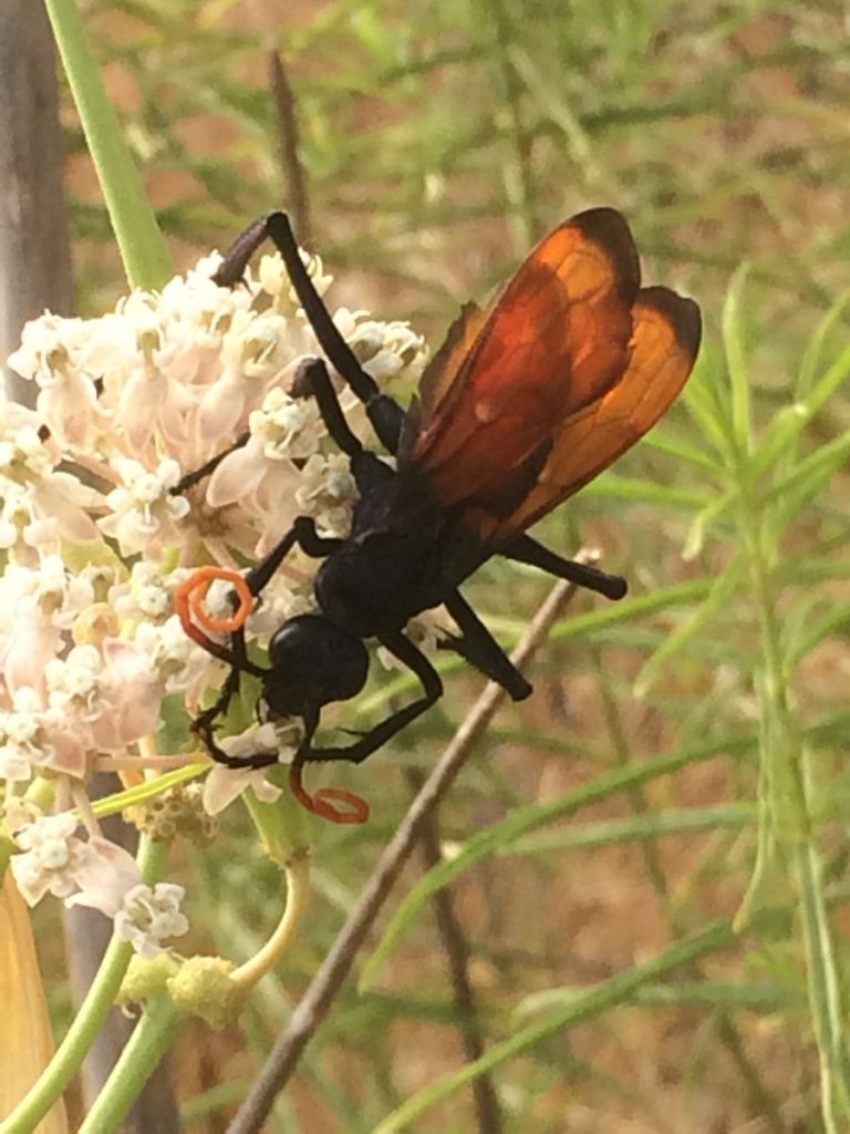 Where in the Conejo contest for August 1, 2021 – Conejo Open Space ...